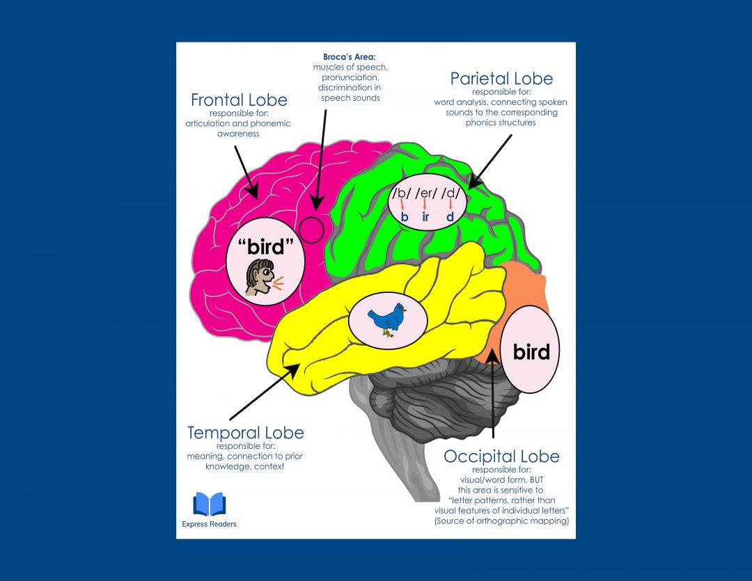 Brain Bulletin #1: Simplifying the Brain - Express Readers