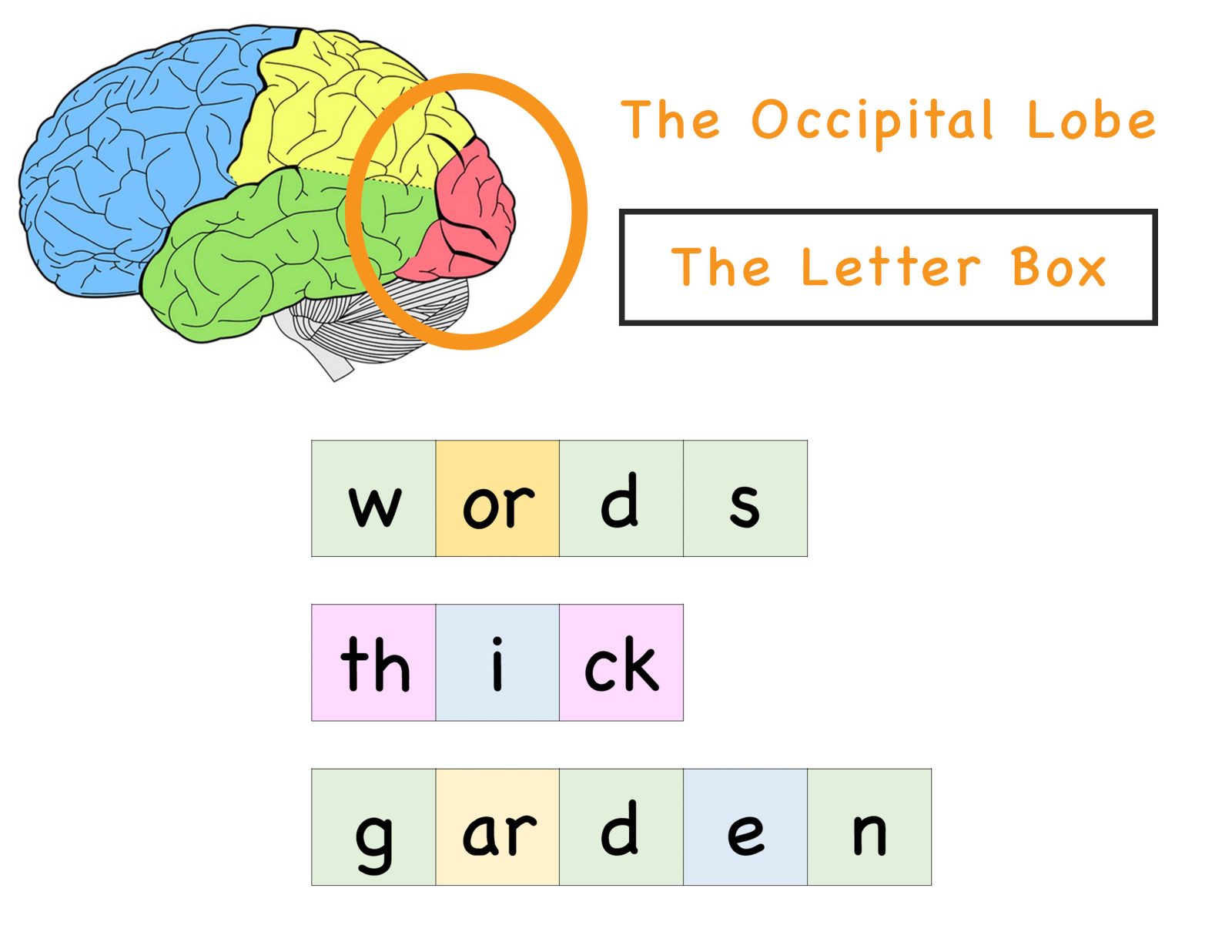 The Future of the Science of Reading: Emerging Trends and Innovations ...