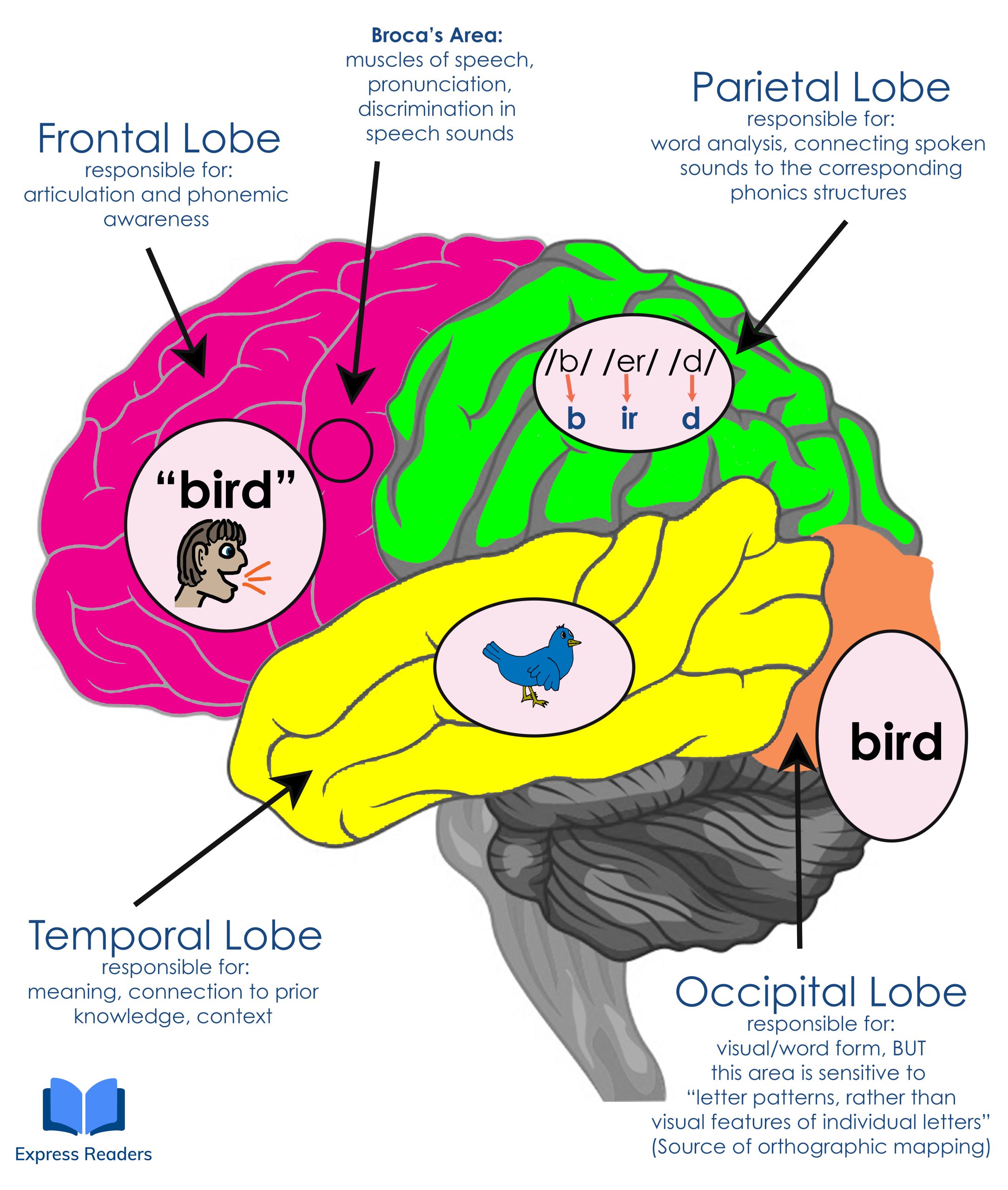 Brain Bulletin #1: Simplifying the Brain - Express Readers